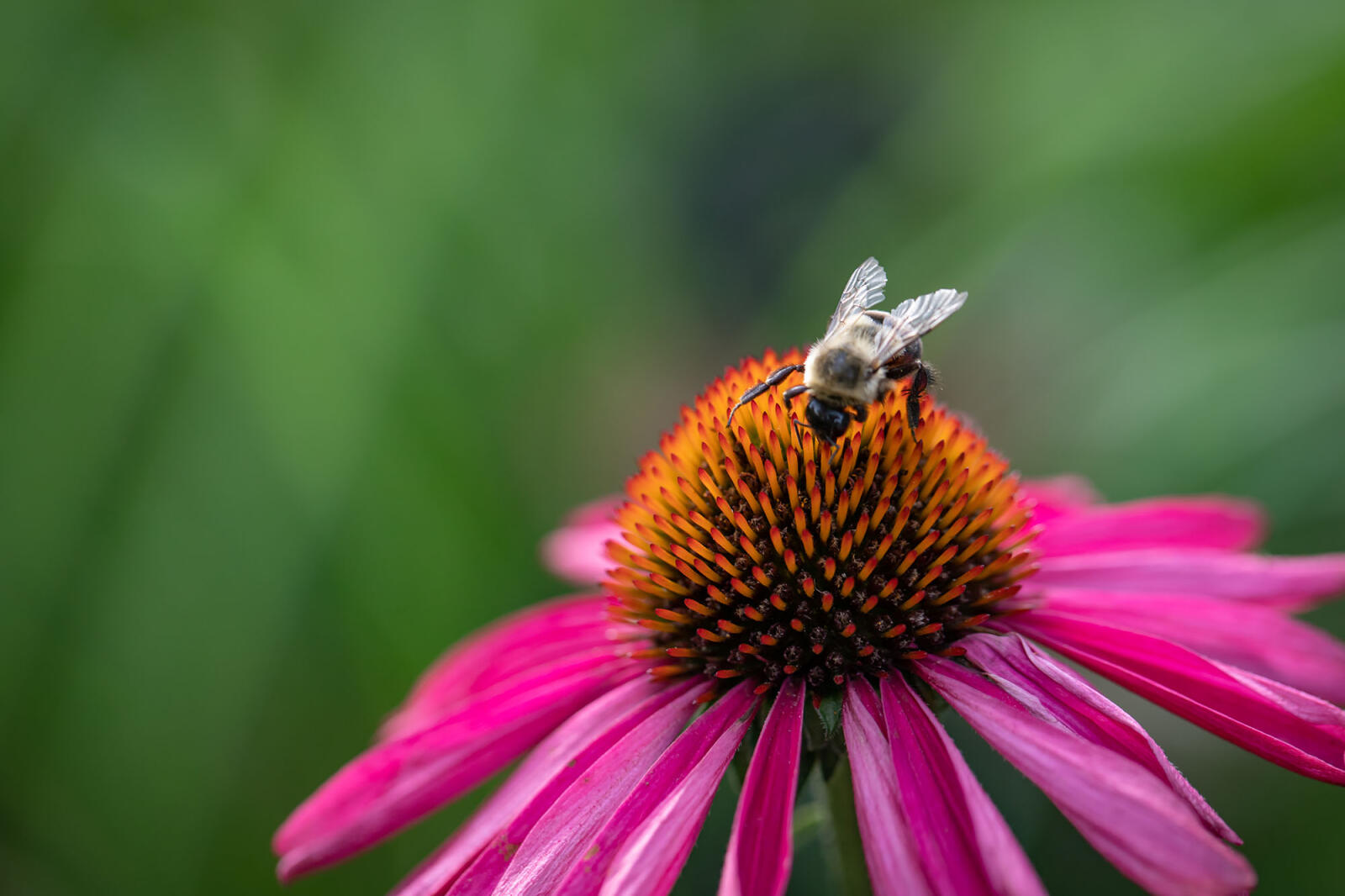 Center Of Interest Photography Examples