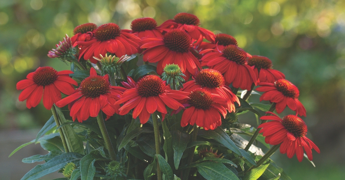 Red Flowering Perennials For Sun Head Turning Varieties At Spring